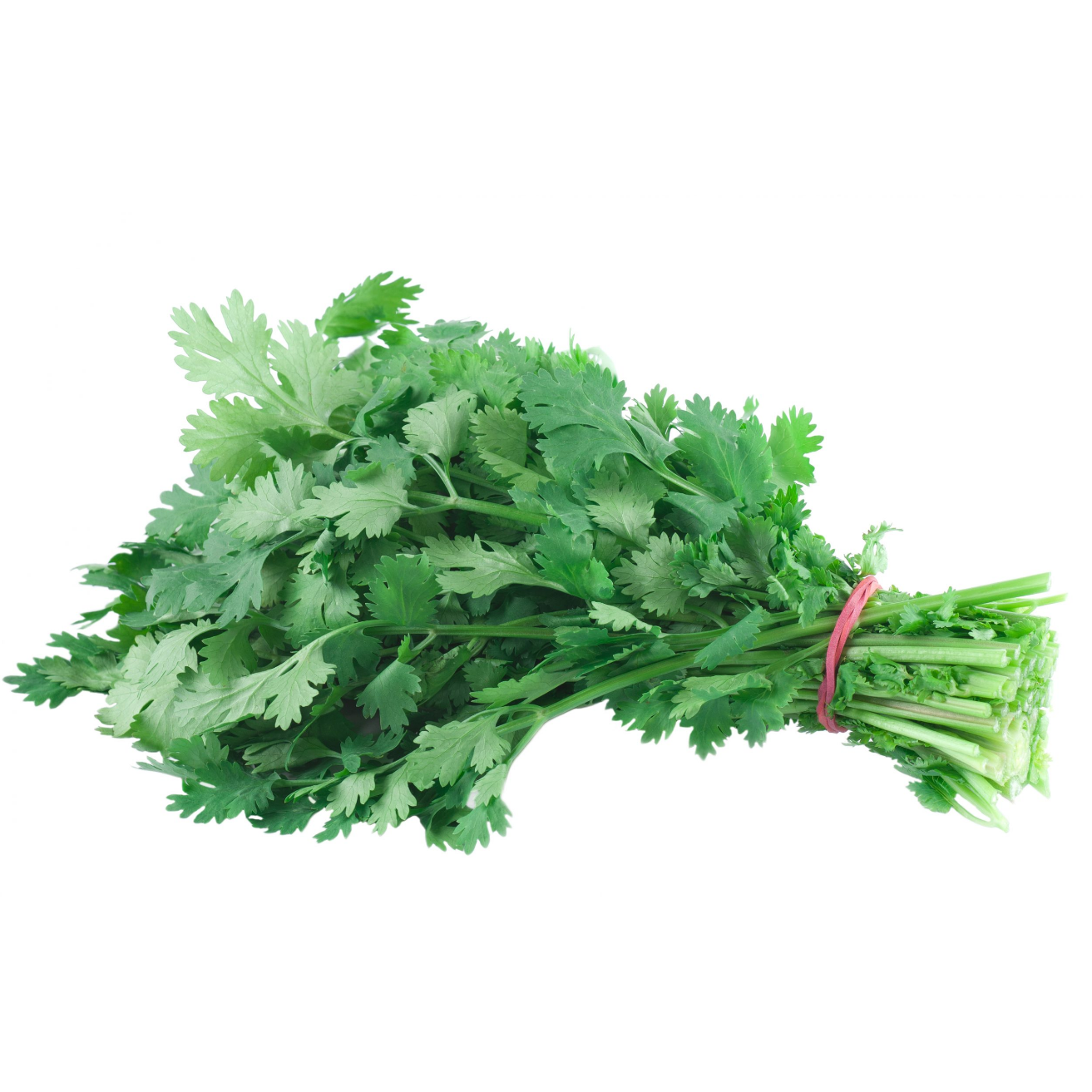 ORGANIC CILANTRO (BUNCH)